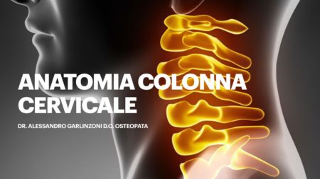ANATOMIA CERVICALE – Slides | INTERNATIONAL OSTEOPATHIC ACADEMY