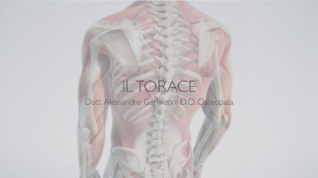 STRUTTURALE – Il torace | INTERNATIONAL OSTEOPATHIC ACADEMY